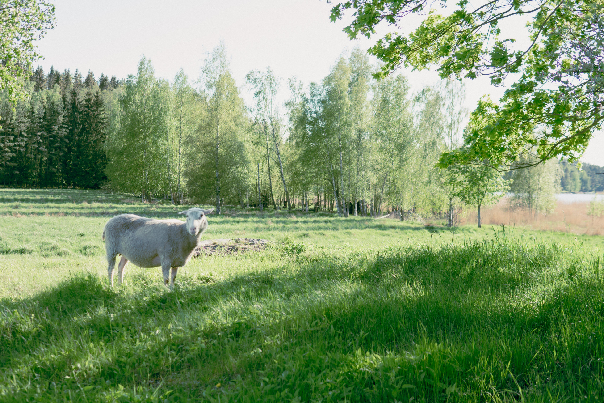 Isä Ingvalduksen vaellus - Pyhiinvaellus Suomi